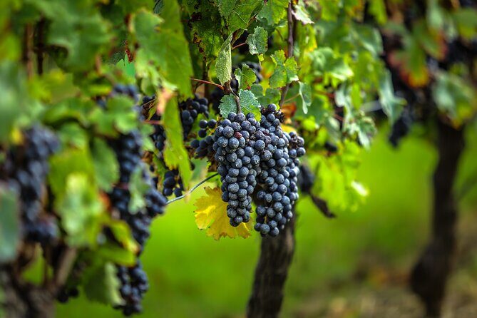 Médoc Region Half-Day Wine Tour with Winery Visit & Tastings from Bordeaux - A Closer Look at the Experience