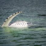 Mendenhall Glacier and Whale Watching Tour - What Makes the Glacier Stop Special?