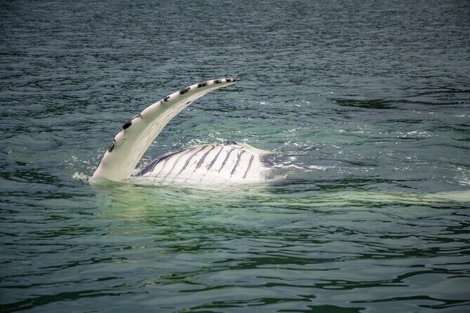 Mendenhall Glacier and Whale Watching Tour - What Makes the Glacier Stop Special?