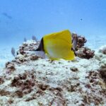 Mesmerizing Private SCUBA Diving Charter in Paradise from Waikiki - An Honest Look at What You Can Expect