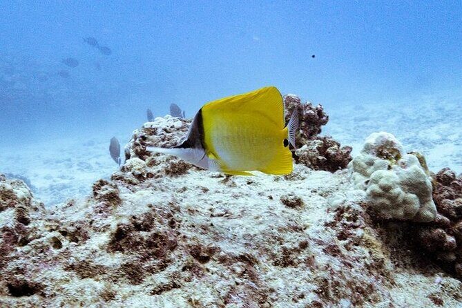 Mesmerizing Private SCUBA Diving Charter in Paradise from Waikiki - An Honest Look at What You Can Expect