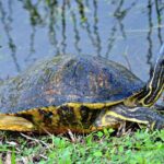 MIAMI: Everglades Airboat, Wildlife Gator Show and Photo - Who Should Consider This Tour