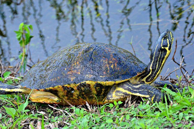 MIAMI: Everglades Airboat, Wildlife Gator Show and Photo - Who Should Consider This Tour