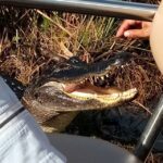 Miami: Everglades Full-Day Tour with 2 Boat Trips and Lunch - The itinerary in detail