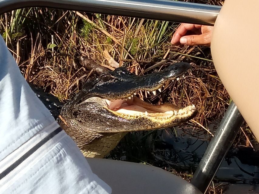 Miami: Everglades Full-Day Tour with 2 Boat Trips and Lunch - The itinerary in detail