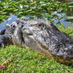 Miami: Everglades Safari Park Airboat Tour - Authentic Experiences and Honest Feedback