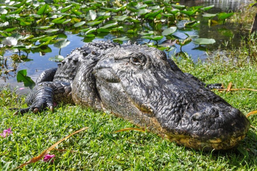 Miami: Everglades Safari Park Airboat Tour - Authentic Experiences and Honest Feedback