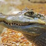 Miami Full Day Self-Guided Sightseeing Tour w/ Cruise and Everglades Airboat - Detailed Breakdown of Each Stop