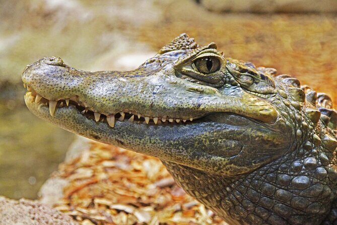 Miami Full Day Self-Guided Sightseeing Tour w/ Cruise and Everglades Airboat - Detailed Breakdown of Each Stop