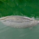 Miami: Manatee Season Paddleboard or Kayak Tour - An In-Depth Look at the Tour