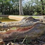 Miami: Original Everglades Airboat Tour & Alligator Exhibit - Exploring the Tour Itinerary in Detail