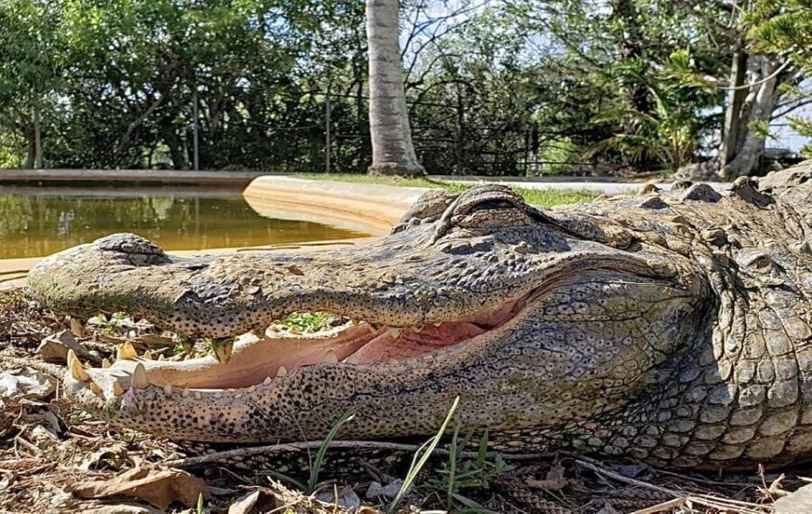 Miami: Original Everglades Airboat Tour & Alligator Exhibit - Exploring the Tour Itinerary in Detail