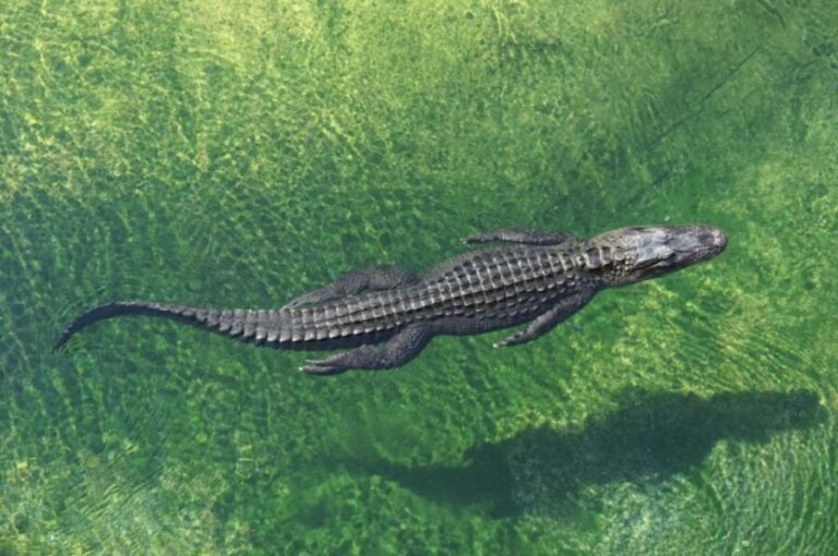 Miami: Small Group Tour w/Everglades, Little Havana & Cruise - The Value of the Tour