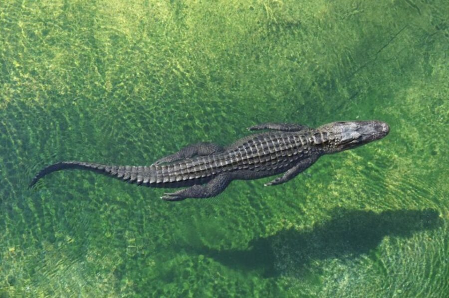 Miami: Small Group Tour w/Everglades, Little Havana & Cruise - The Value of the Tour