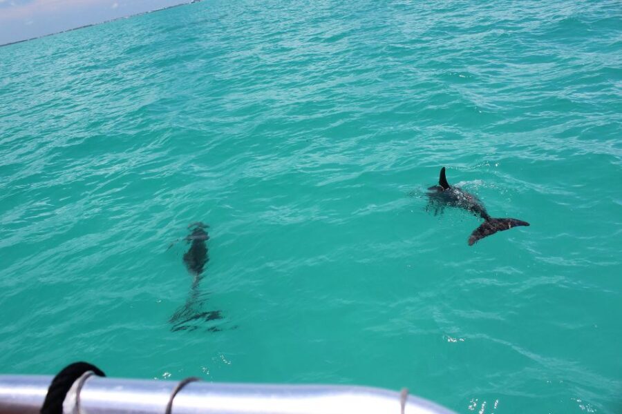 Miami to Key West Shuttle: Dolphin, Snorkeling & More - Who is this tour best for?