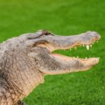 Miami: Wild Everglades Airboat Ride and Gator Encounters - Breakdowns of the Itinerary