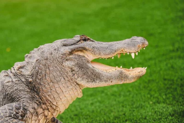 Miami: Wild Everglades Airboat Ride and Gator Encounters - Breakdowns of the Itinerary
