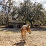 Middleton Place Tour with Lunch and Transportation - The Authentic Experience and Why It Matters