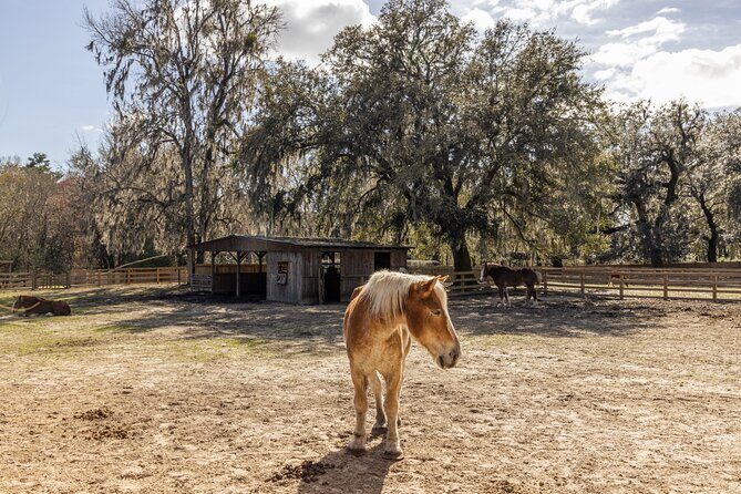 Middleton Place Tour with Lunch and Transportation - The Authentic Experience and Why It Matters