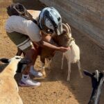 Mini ATVs and Farm Animal Experience - What This Tour Means for Your Visit to Oahu