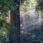 Mix & Save: Muir Woods and Sausalito + Escape From the Rock Cruise - Authentic Feedback from Travelers