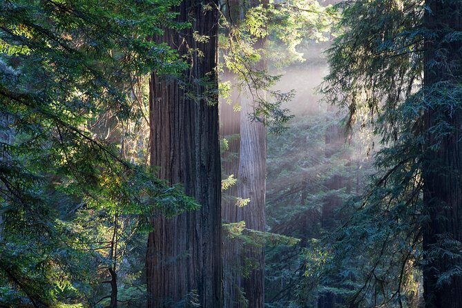 Mix & Save: Muir Woods and Sausalito + Escape From the Rock Cruise - Authentic Feedback from Travelers