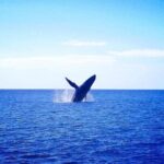 Moanas VIP Waikiki Turtle Snorkeling Experience on Nalu - Why This Tour Stands Out