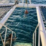 Moanas Waikk Grand Guided Turtle Snorkel & Sailing Adventure - Discovering the Tour’s Details