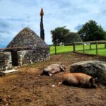 Moate: Dún na Sí Amenity & Heritage Park Admission Ticket - Why This Visit Makes Sense