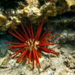 Molokini Snorkel Trip 2-Hour From Kihei - Highlights of the Experience