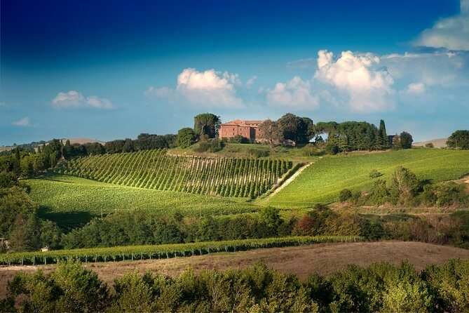 Montalcino Castle and Vineyards tour with tasting - The Tasting Experience: Three Signature Wines and Local Nibbles
