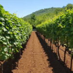 Montenegro: Nature, Locals & Wine Tour - Transportation, Timing, and Value