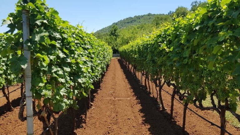 Montenegro: Nature, Locals & Wine Tour - Transportation, Timing, and Value
