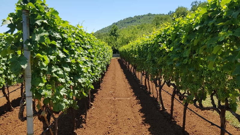 Montenegro: Nature, Locals & Wine Tour - Transportation, Timing, and Value