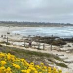 Monterey Bay Famous Dog Friendly Electric Bike and Sidecar Tour - What Makes This Tour Stand Out