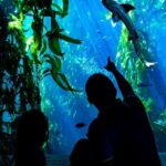 Monterey, Carmel and Pacific Coast Explorer from San Francisco - Recognizing the Drawbacks