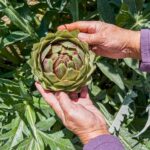Monterey County Salinas Valley Farm Tour - Who Would Love This Tour?