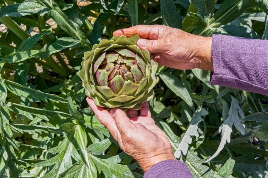 Monterey County Salinas Valley Farm Tour - Who Would Love This Tour?
