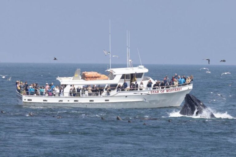 Monterey: Monterey Bay Dolphin and Whale Watching Boat Tour - The Itinerary: What You’ll Probably See and Experience