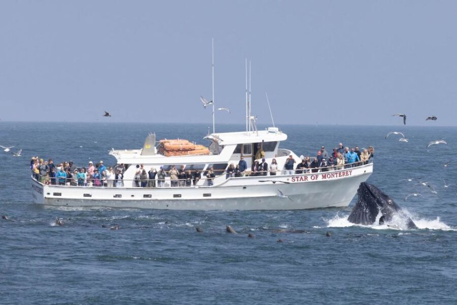 Monterey: Monterey Bay Dolphin and Whale Watching Boat Tour - The Itinerary: What You’ll Probably See and Experience