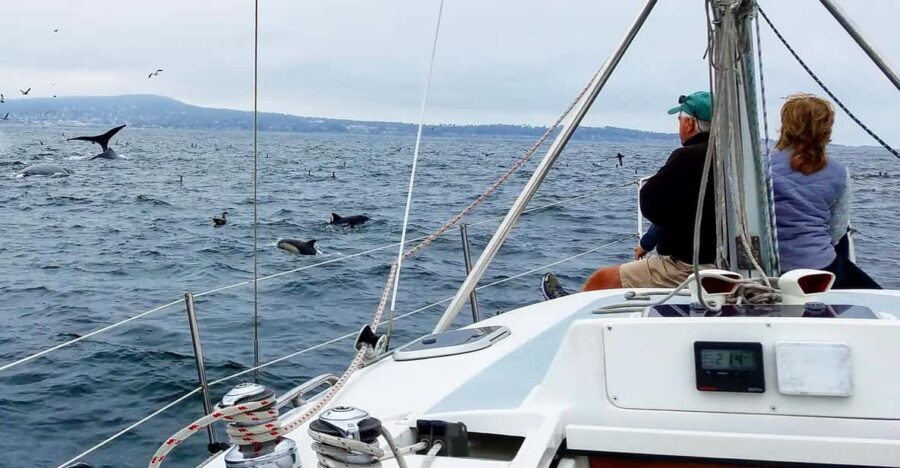 Monterey: Private Whale Watching/Sailing Tour for 6 - Why You Should Consider This Tour