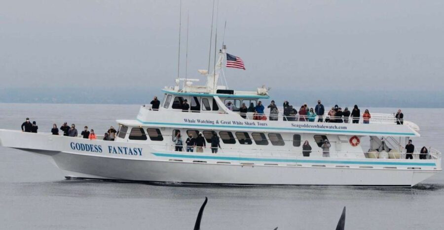 Monterey: Whale Watching Cruise - An In-Depth Look at the Experience