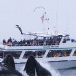 Monterey: Whale Watching Tour with A Marine Guide - What to Expect During the Trip