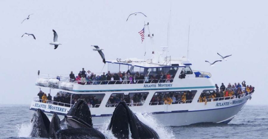 Monterey: Whale Watching Tour with A Marine Guide - What to Expect During the Trip
