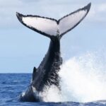 Moorea: Whale watching adventure - FAQs