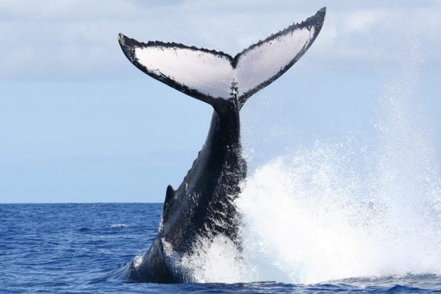 Moorea: Whale watching adventure - FAQs