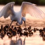 Morning Beaufort River Tour - What to Expect on the Beaufort River Tour