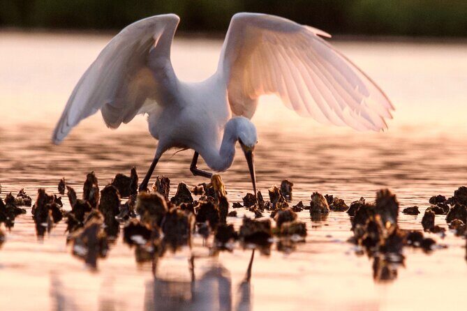 Morning Beaufort River Tour - What to Expect on the Beaufort River Tour