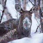 Morning hike in Abisko National Park - The Value of This Experience