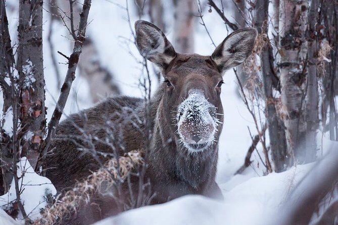 Morning hike in Abisko National Park - The Value of This Experience
